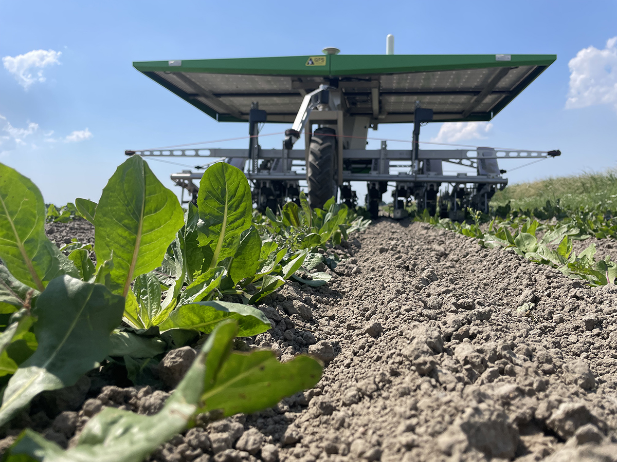 Sustainable innovation in chicory farming
